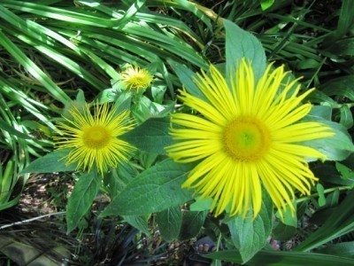 Inula Oil (Organic) - Get Natural Essential Oils